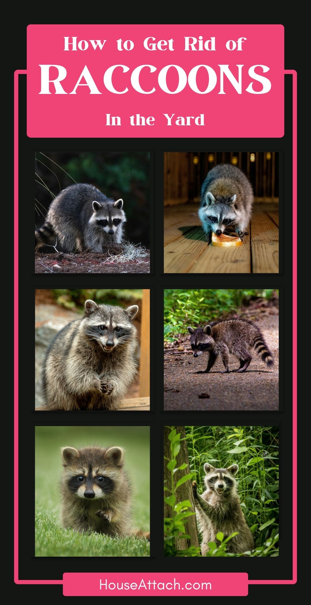 How to Get Rid of Raccoons from Your Yard How to Get Rid of Raccoons from Your Yard