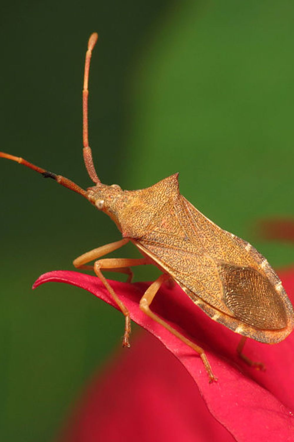 How To Get Rid Of Squash Bugs In The Garden